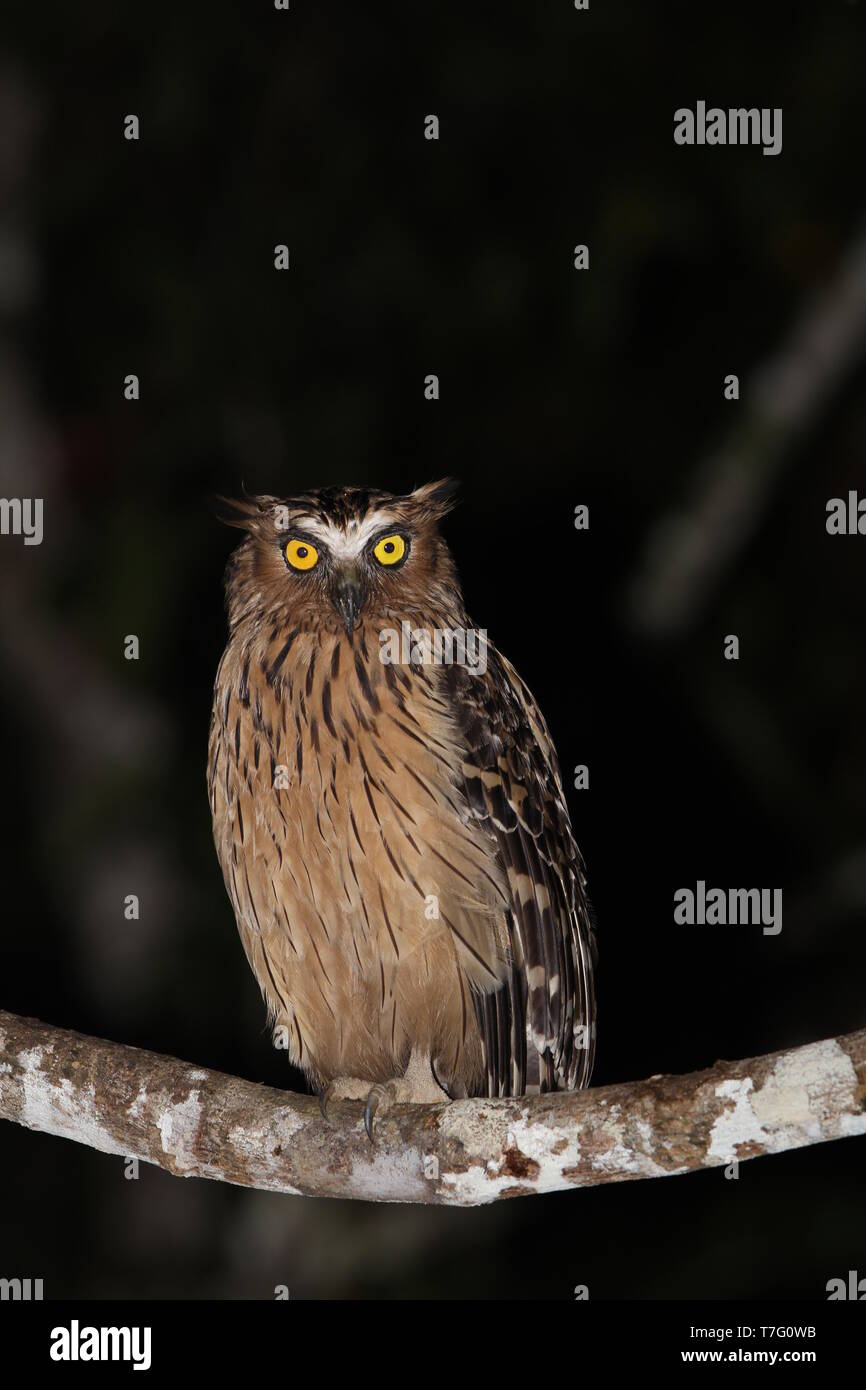 Buffy fish owl (Ketupa ketupu) at night on a branch along the ...