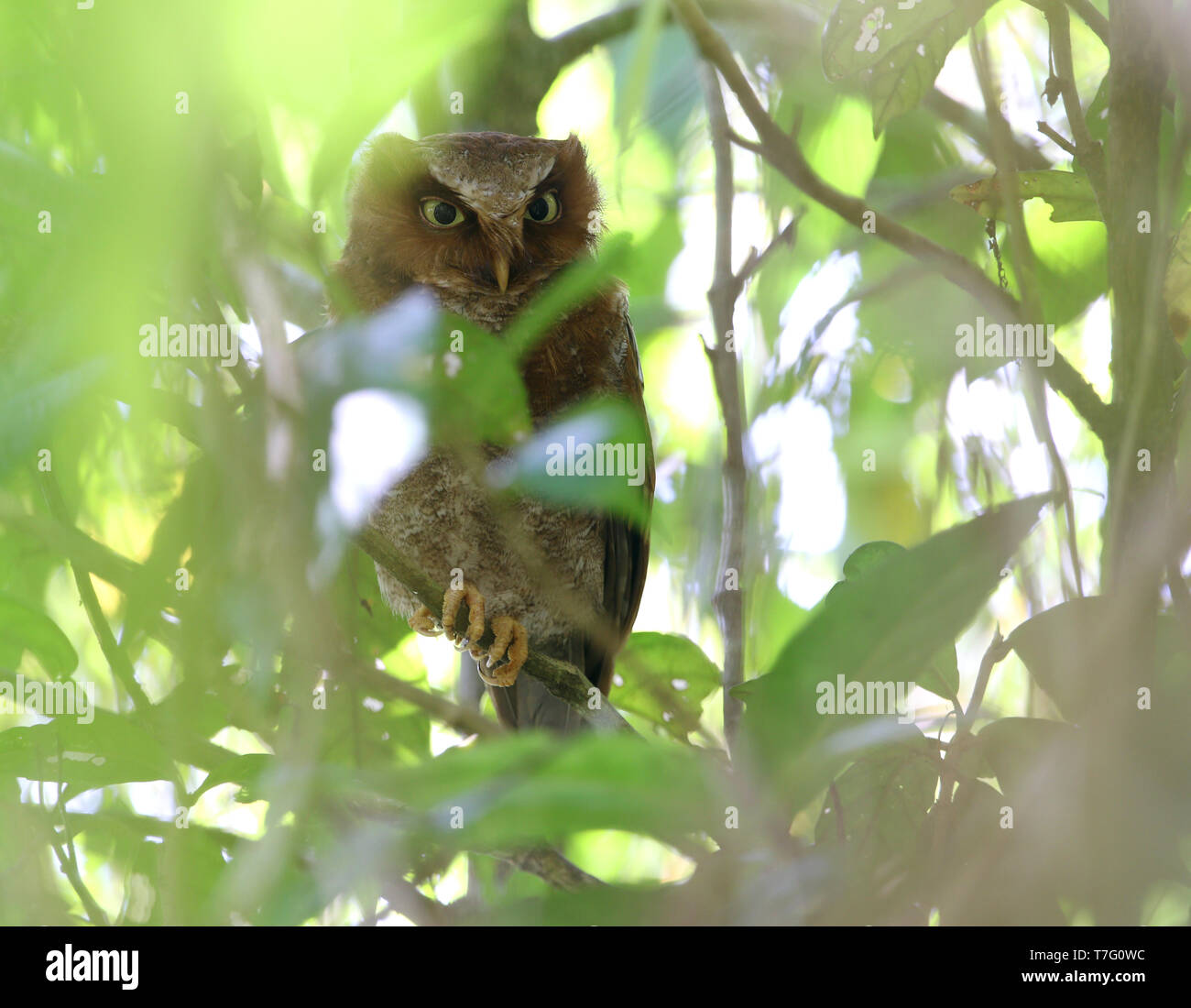 Flores scops owl hi-res stock photography and images - Alamy
