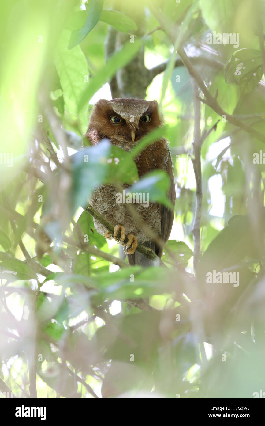 Flores scops owl hi-res stock photography and images - Alamy