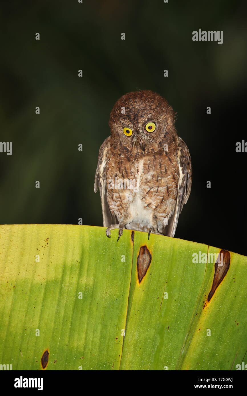 Sula islands regency hi-res stock photography and images - Alamy