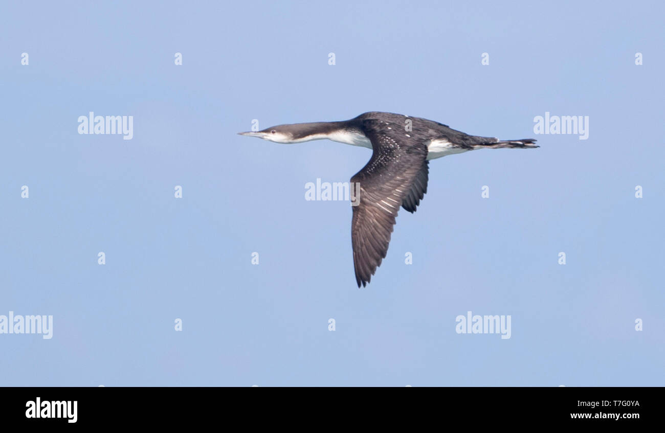 Pacific Loon (Gavia pacifica) in flight with sky as background Stock ...
