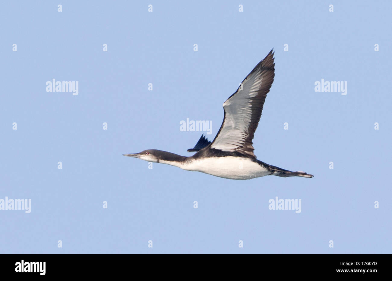 Pacific Loon (Gavia pacifica) in flight with sky as background Stock ...