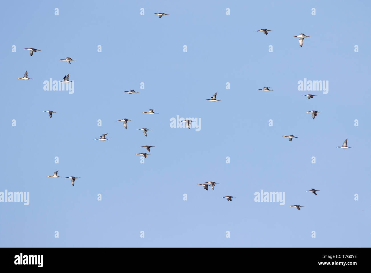 Flock of Pacific Loons (Gavia pacifica) migrating along the Californian ...
