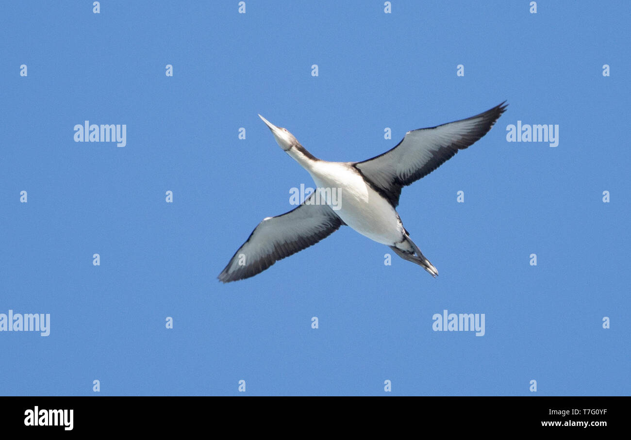 Pacific Loon (Gavia pacifica) in flight with sky as background Stock ...