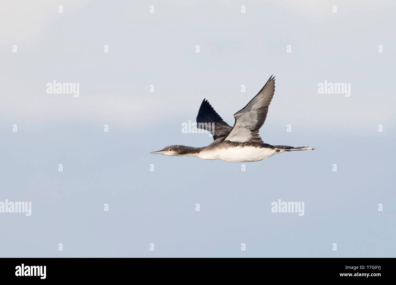 Pacific Loon (Gavia pacifica) in flight with sky as background Stock ...