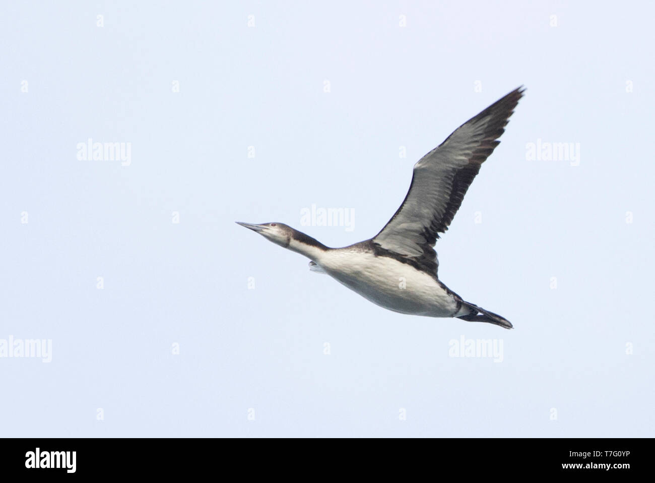 Pacific Loon (Gavia pacifica) in flight with sky as background Stock ...