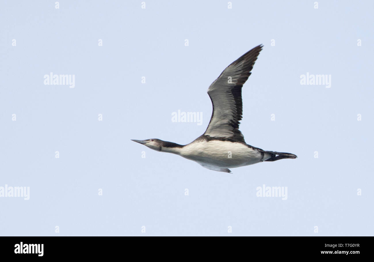 Pacific Loon (Gavia pacifica) in flight with sky as background Stock ...