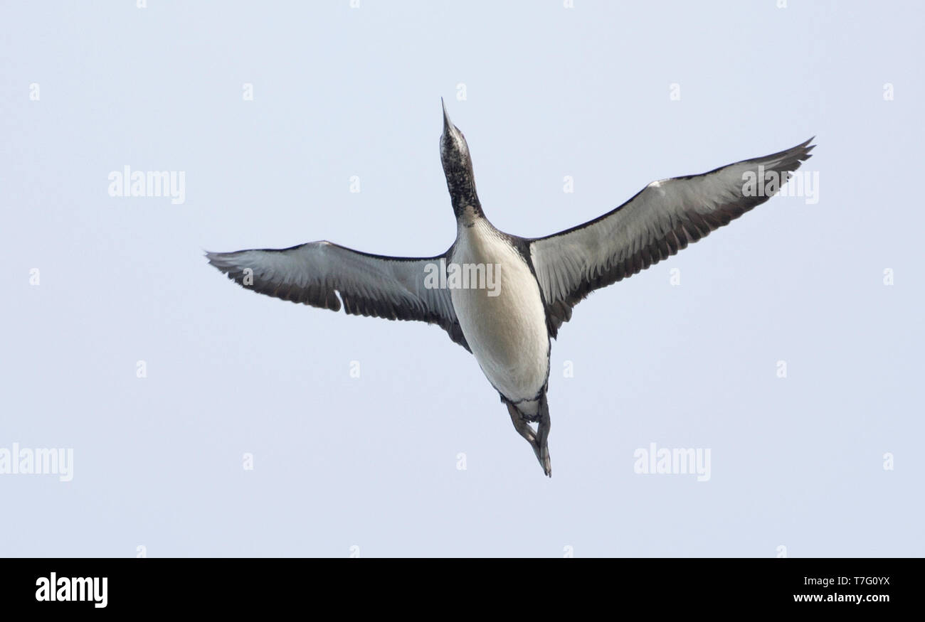 Pacific Loon (Gavia pacifica) in flight with sky as background Stock ...