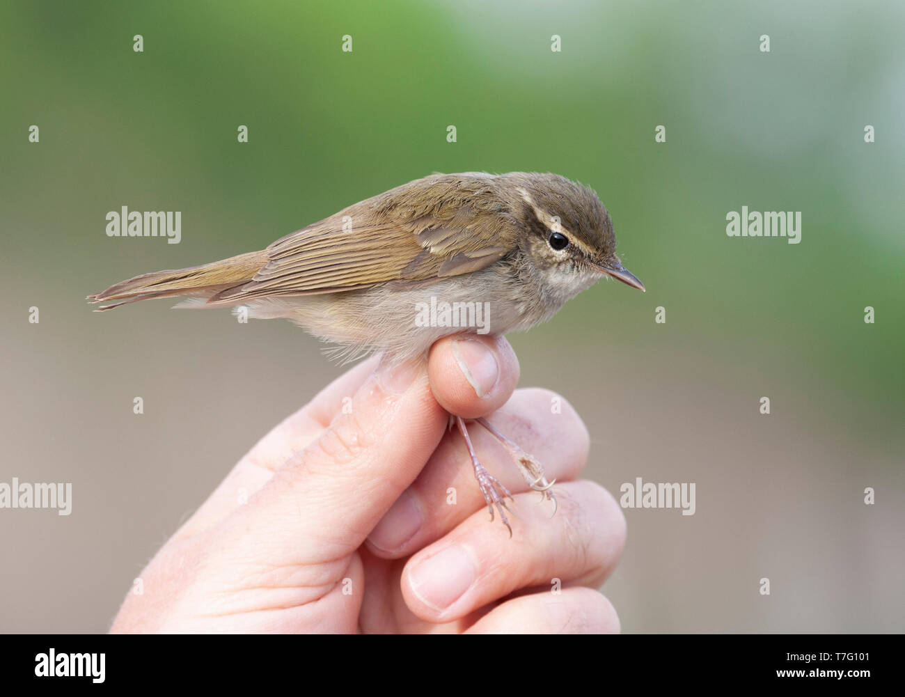 Pale legged warbler hi-res stock photography and images - Alamy