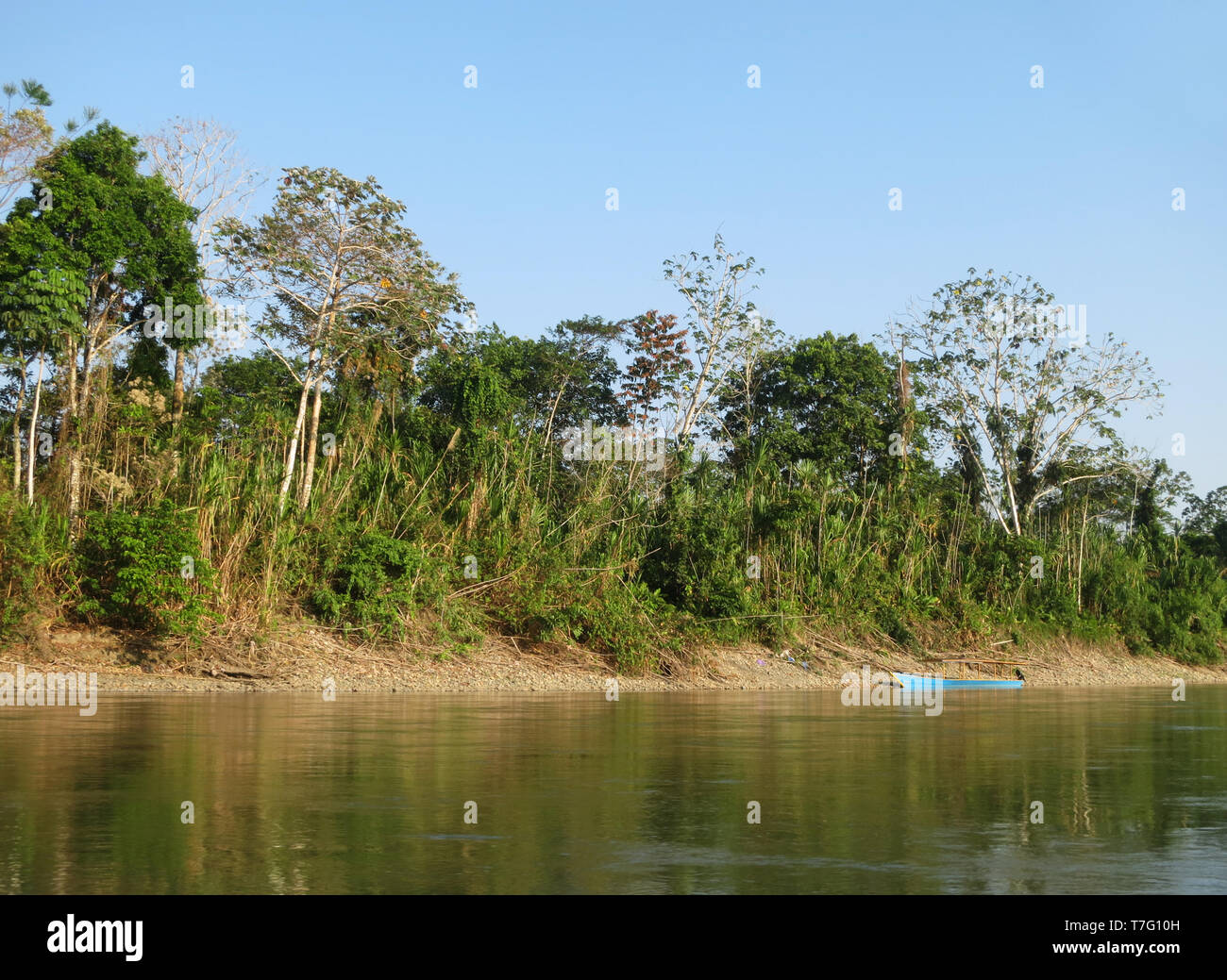 River bank Pantiacolla lodge in the Peruvian Amazon. Blue local ...