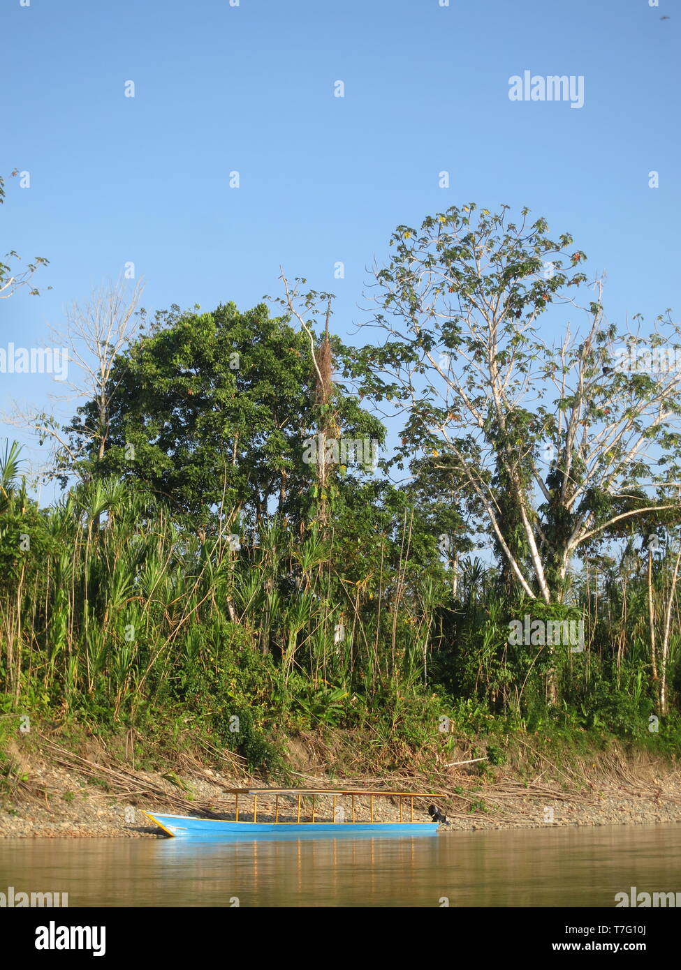 River bank Pantiacolla lodge in the Peruvian Amazon. Blue local ...