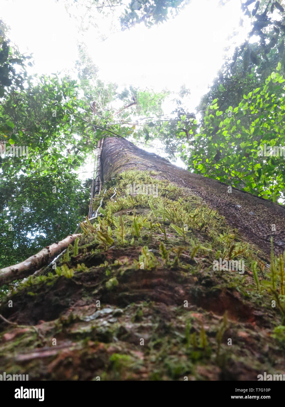Huge tree near Pantiacolla lodge in the Peruvian Amazon. Primary forest ...