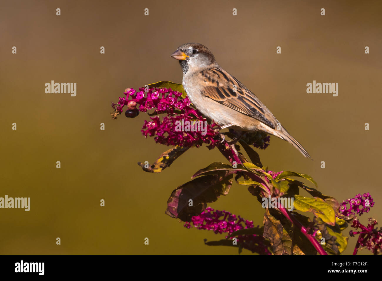 Gorrion Comun House Sparrow High Resolution Stock Photography and ...