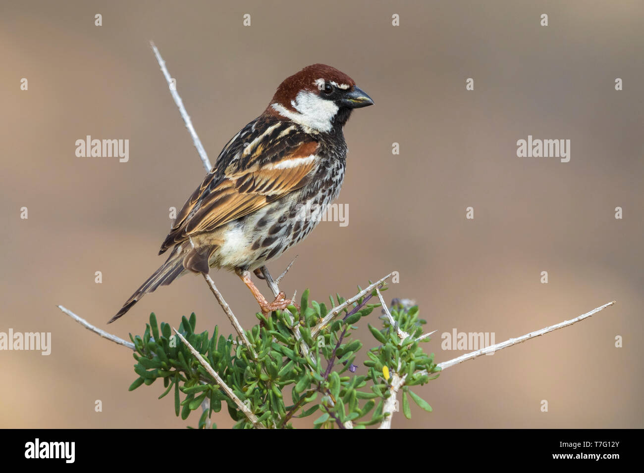 Adult male Spanish Sparrow Stock Photo - Alamy