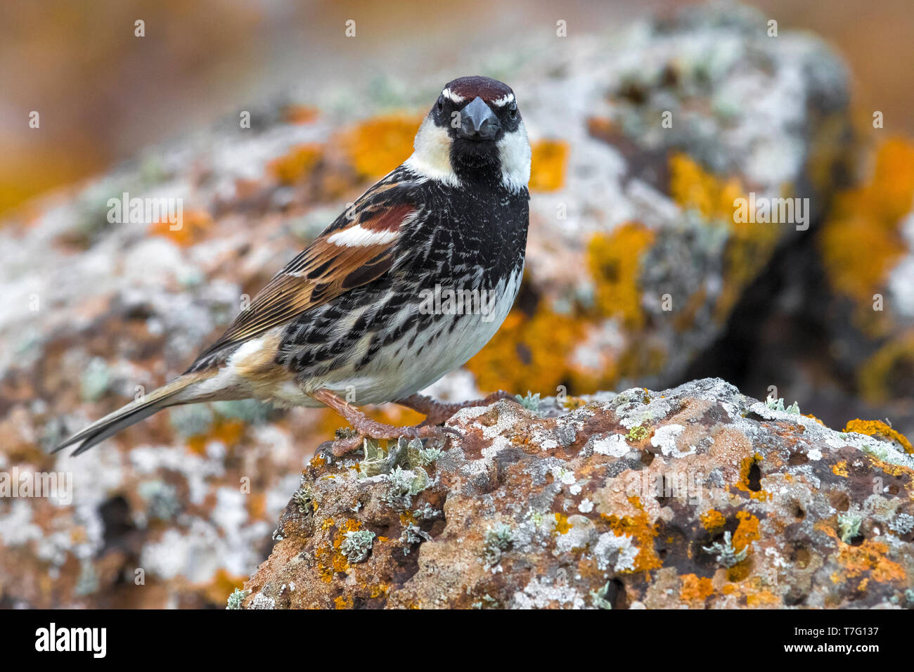 Adult male Spanish Sparrow Stock Photo - Alamy