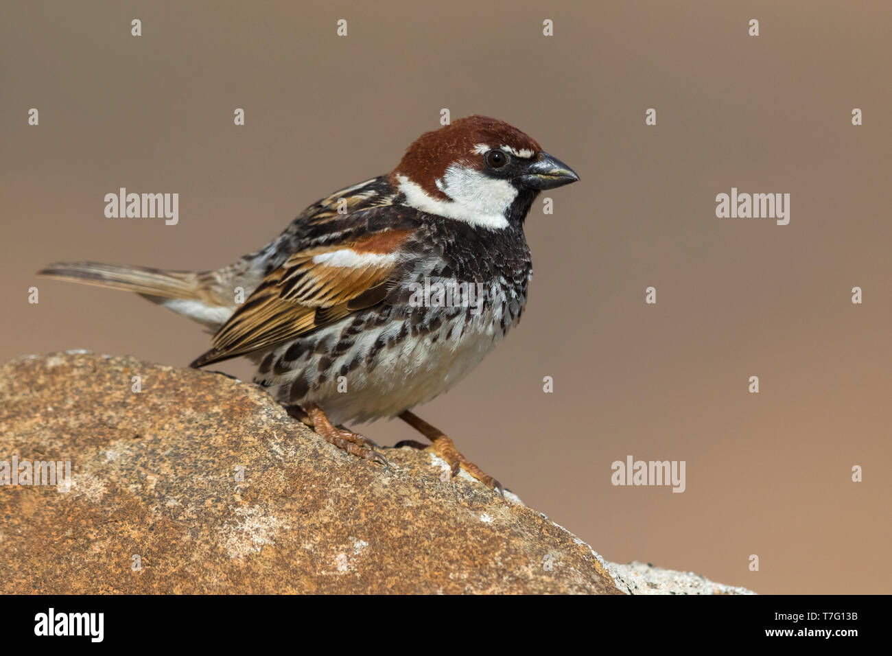 Adult male Spanish Sparrow Stock Photo - Alamy