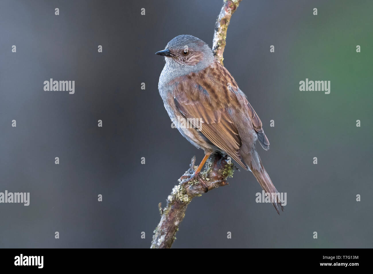 Dunnock, Prunella modularis Stock Photo - Alamy