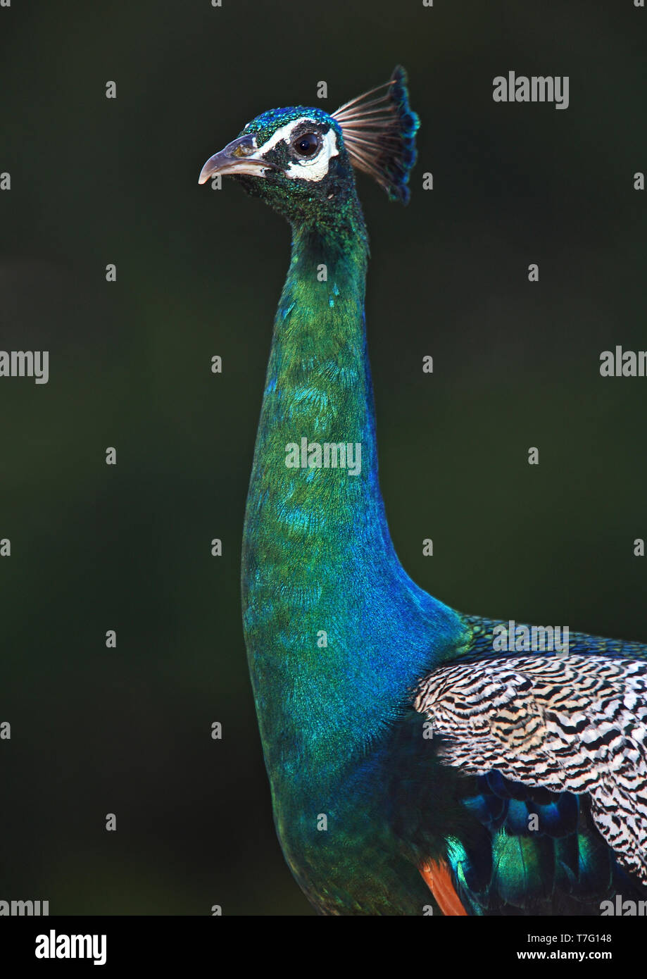 Head of male Indian Peafowl (Pavo cristatus Stock Photo - Alamy