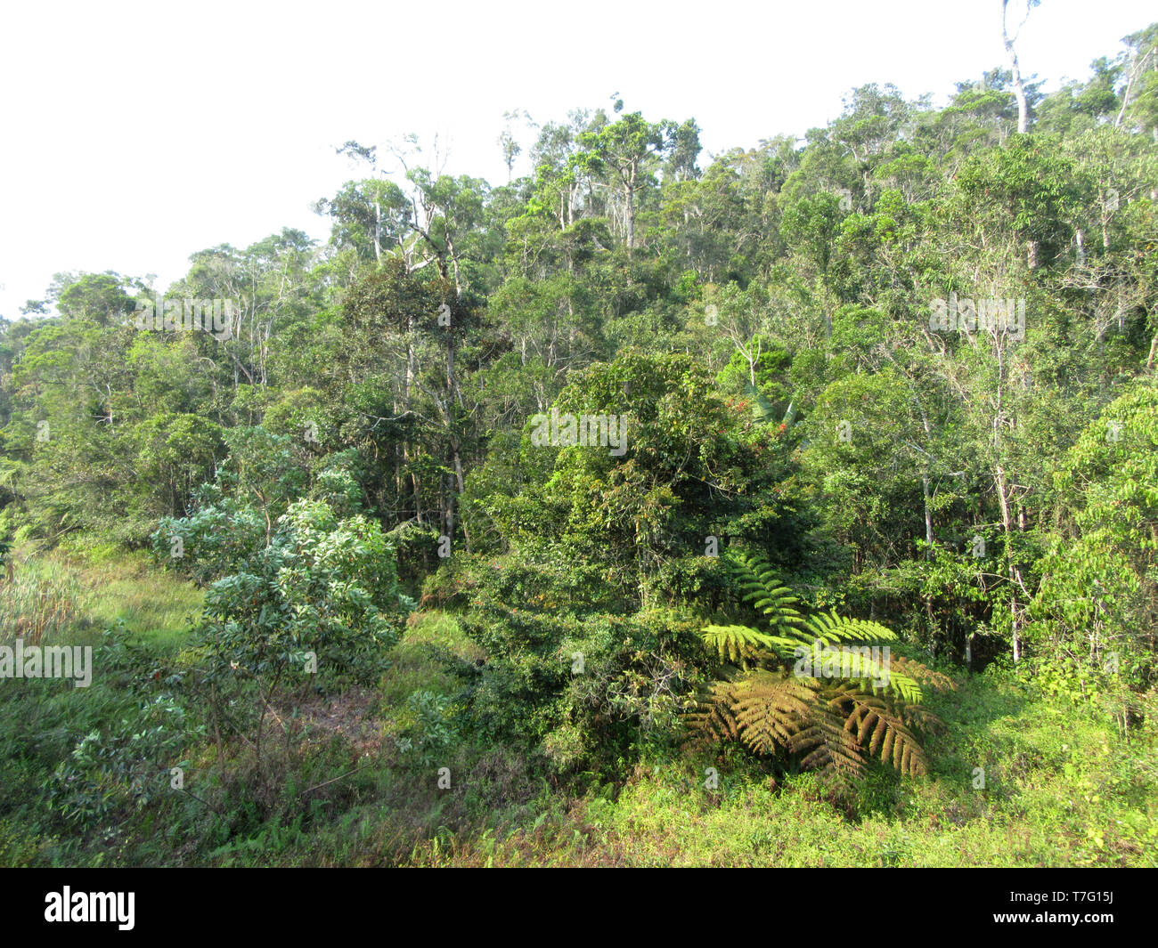 Lush rain forest in Analamazoatra Reserve (also known as Perinet), part ...