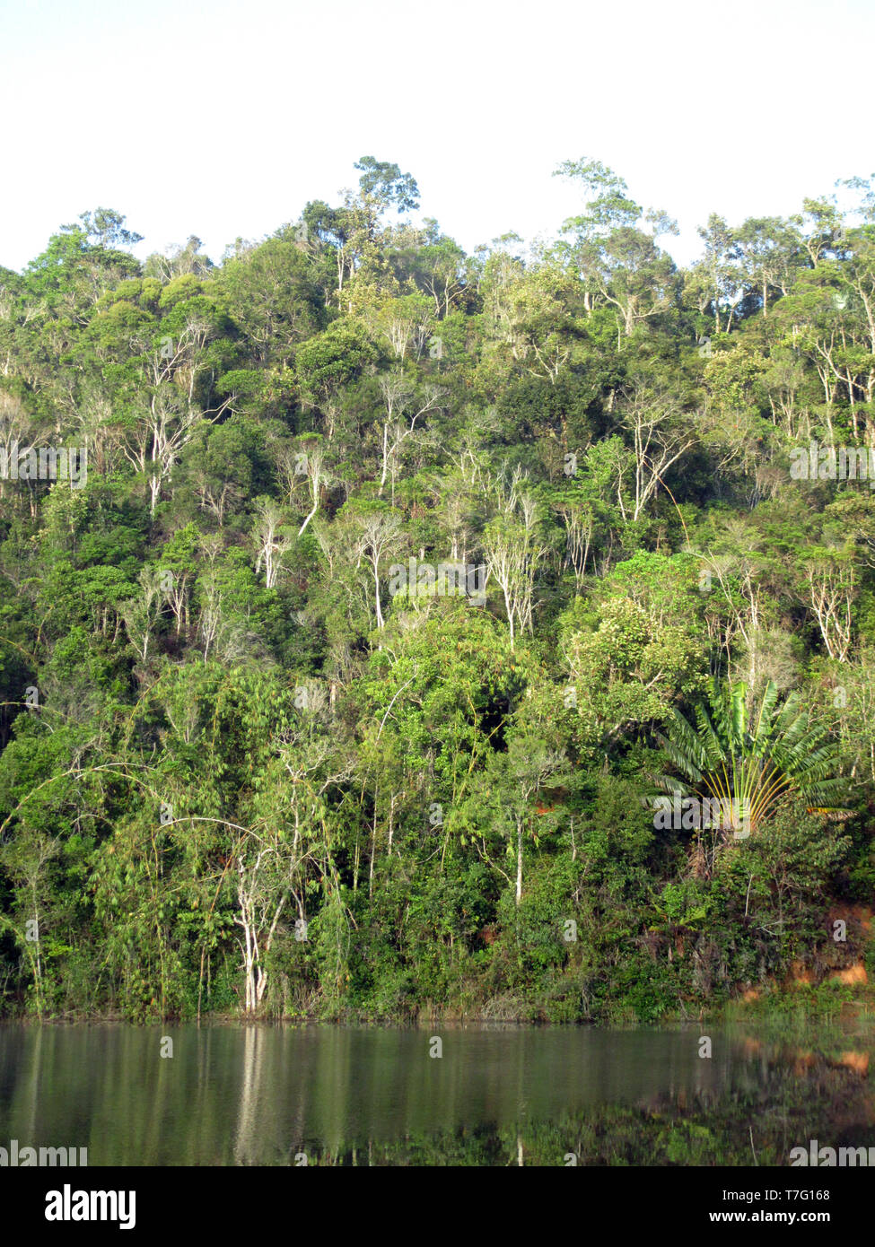 Small natural lake near Andasibe-Mantadia National Park (Perinet ...