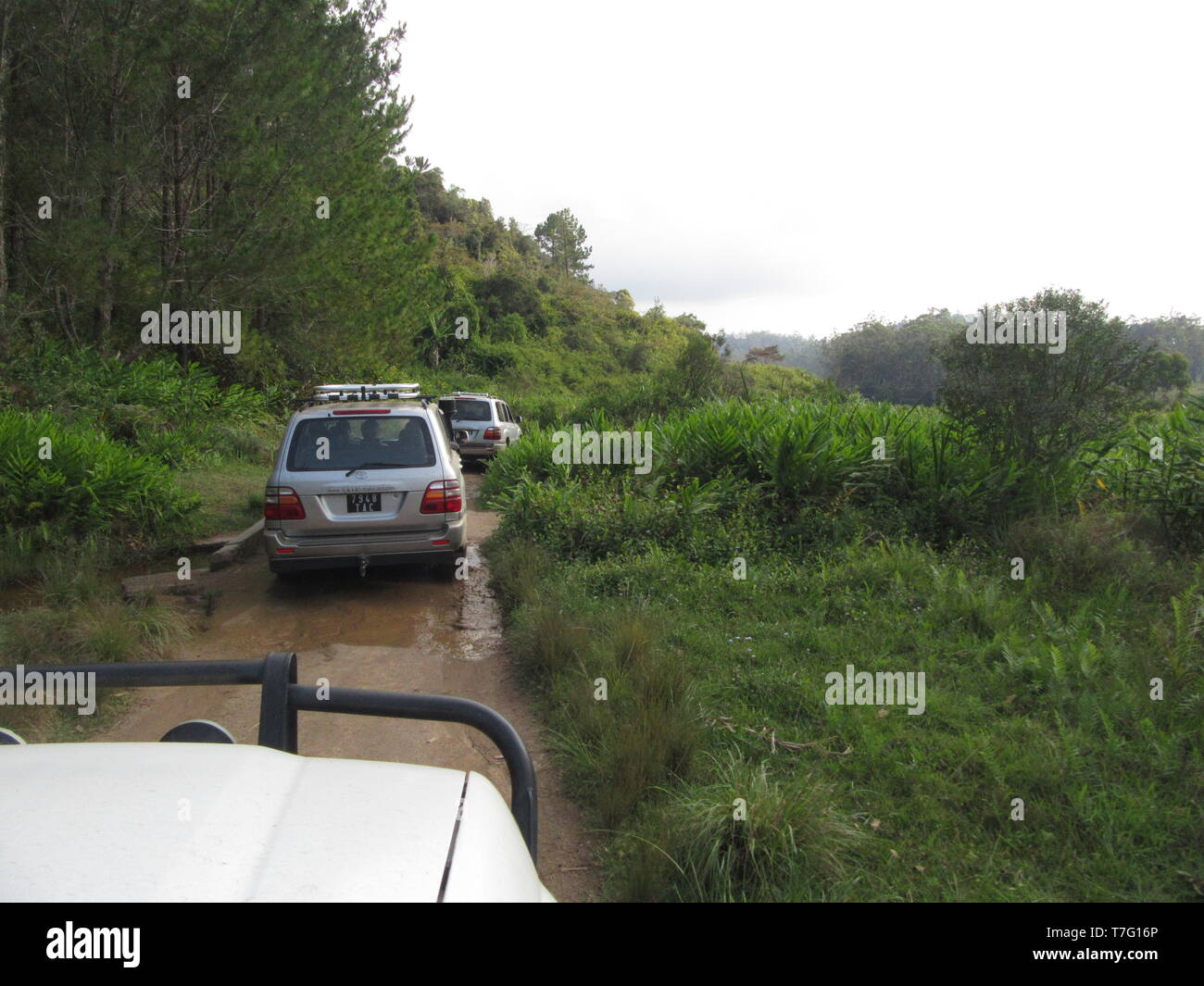 Jeep safari for birdwatching tour group through dense jungle on local ...