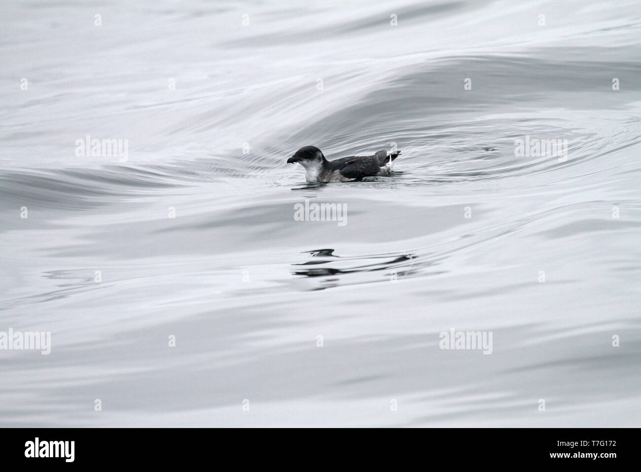 Peruvian diving petrel (Pelecanoides garnotii) at sea in the Humboldt ...