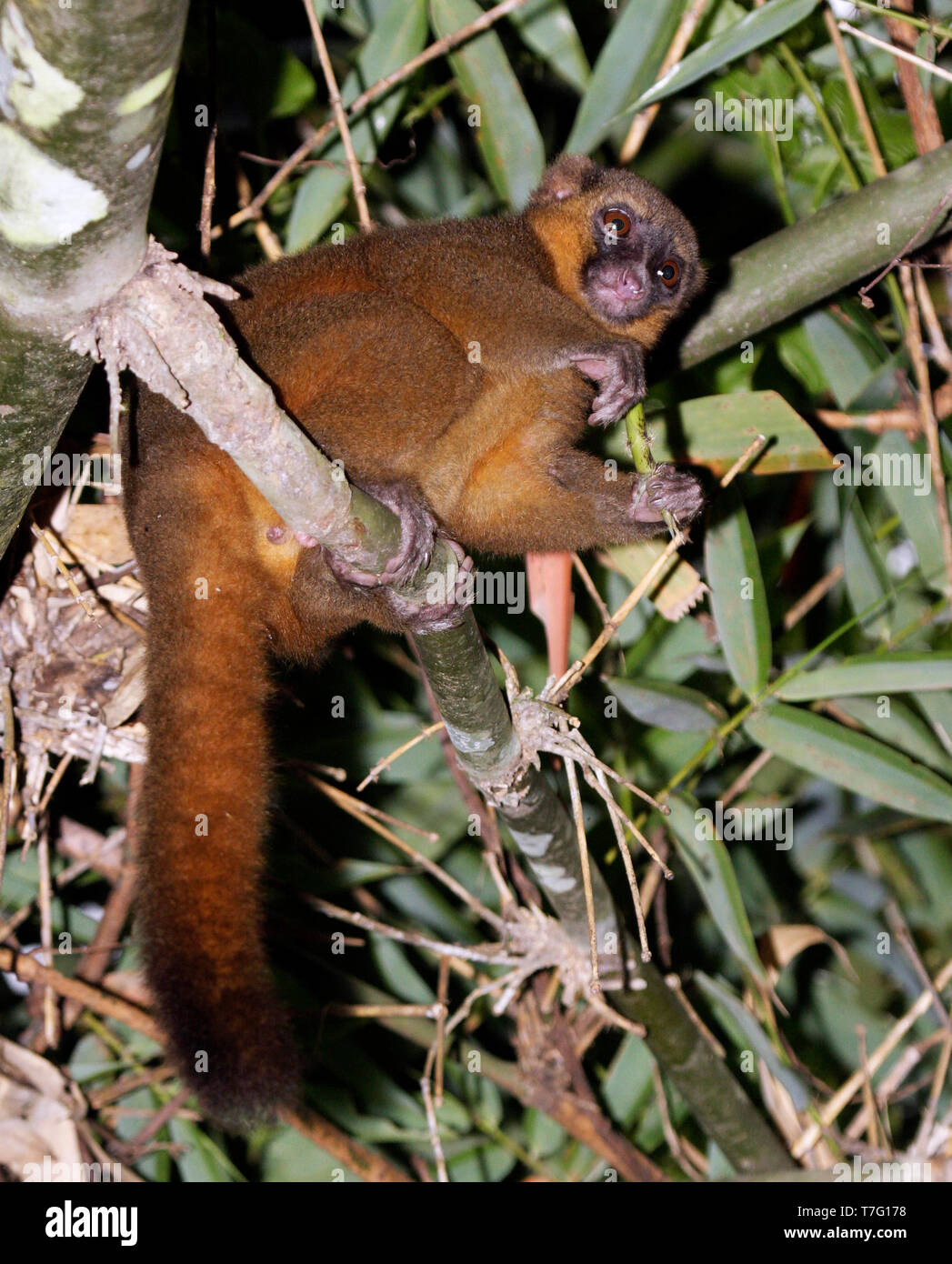 Critically Endangered Golden bamboo lemur (Hapalemur aureus) sitting in ...