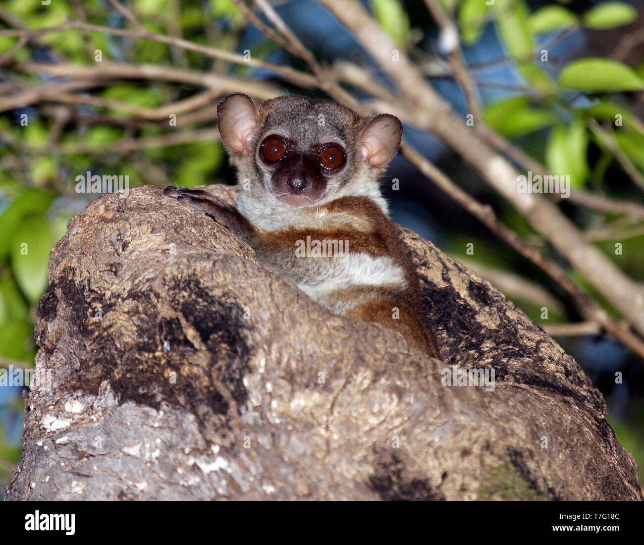 Milne-Edwards' sportive lemur (Lepilemur edwardsi) looking out of ...