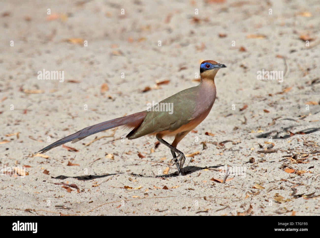 Red-capped coua (Coua ruficeps) walking on the ground in Madagascar ...