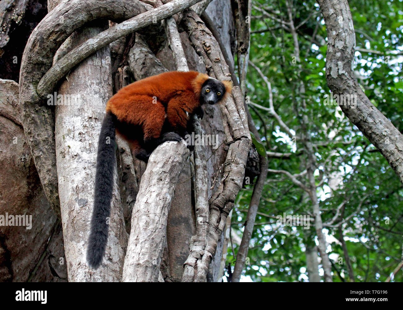 Critically Endangered Red ruffed lemur (Varecia rubra)in its natural ...