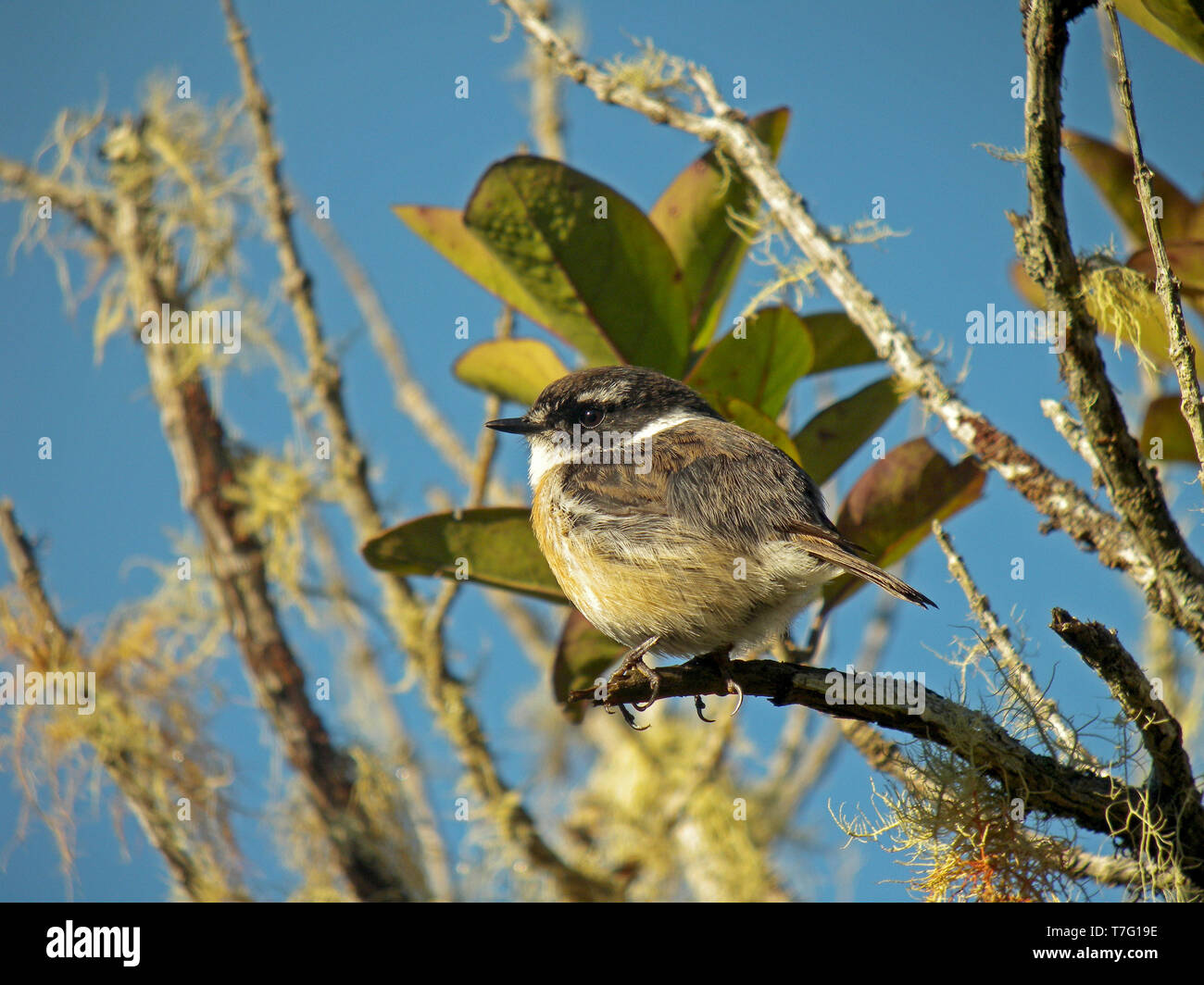 Reunion island bird hi-res stock photography and images - Alamy