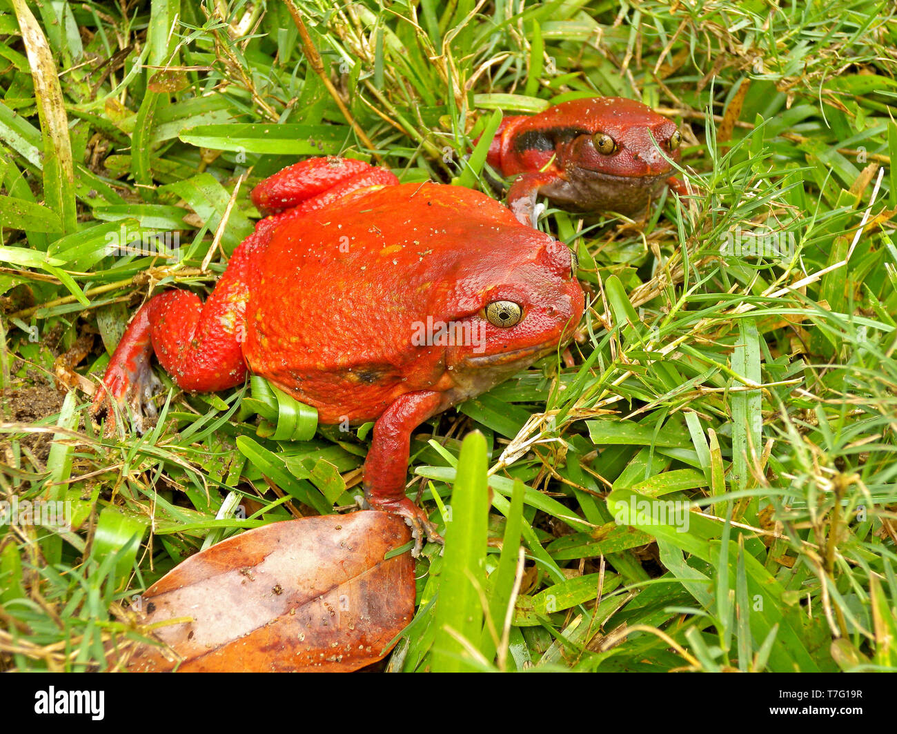 Endemic frog hi-res stock photography and images - Alamy