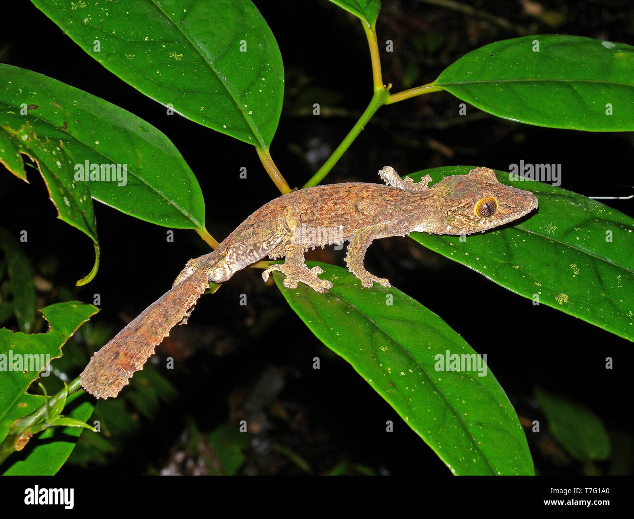 A common flat-tail gecko (Uroplatus fimbriatus), a gecko endemic to ...