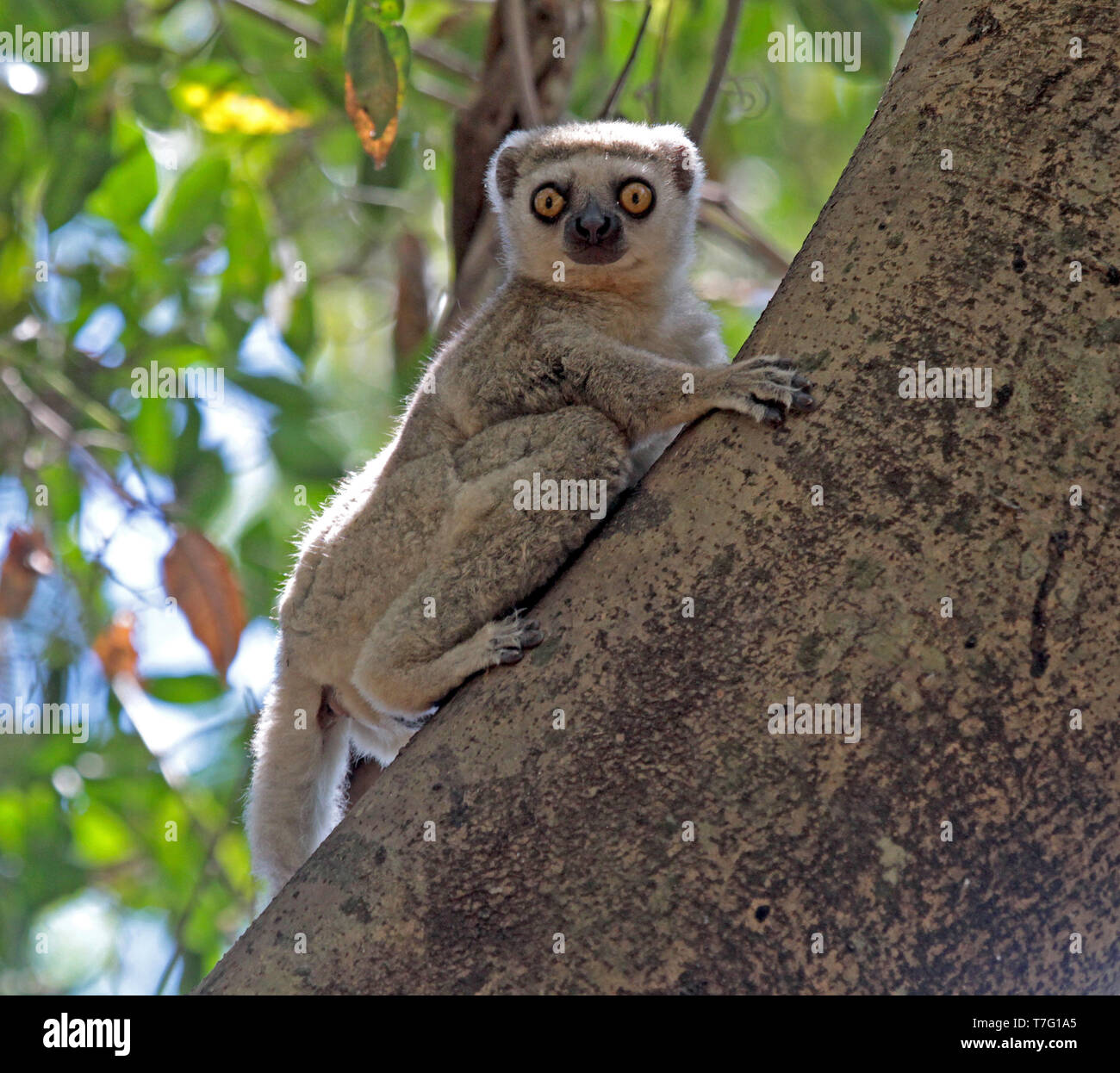 Western woolly lemur or western avahi (Avahi occidentalis), perched in a tree on Madagascar ...