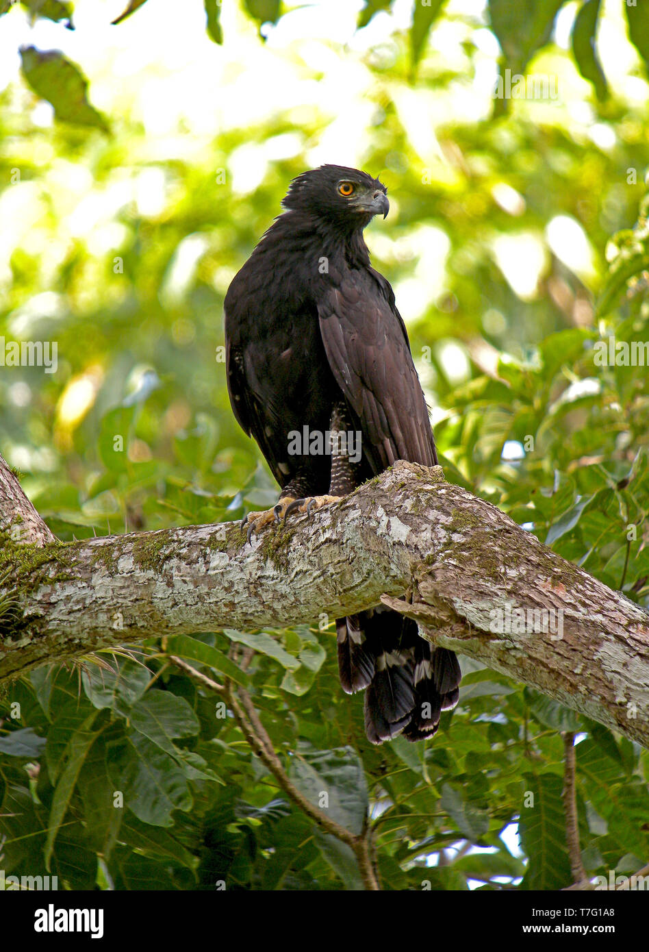 Black hawk eagle spizaetus tyrannus hi-res stock photography and images ...