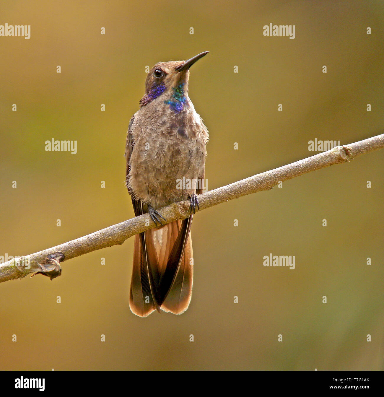 Brown Violetear (Colibri delphinae Stock Photo - Alamy