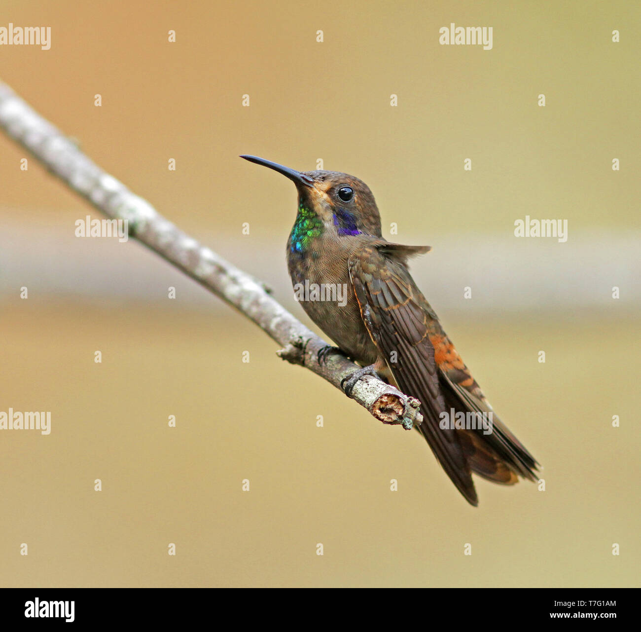 Brown Violetear (Colibri delphinae Stock Photo - Alamy