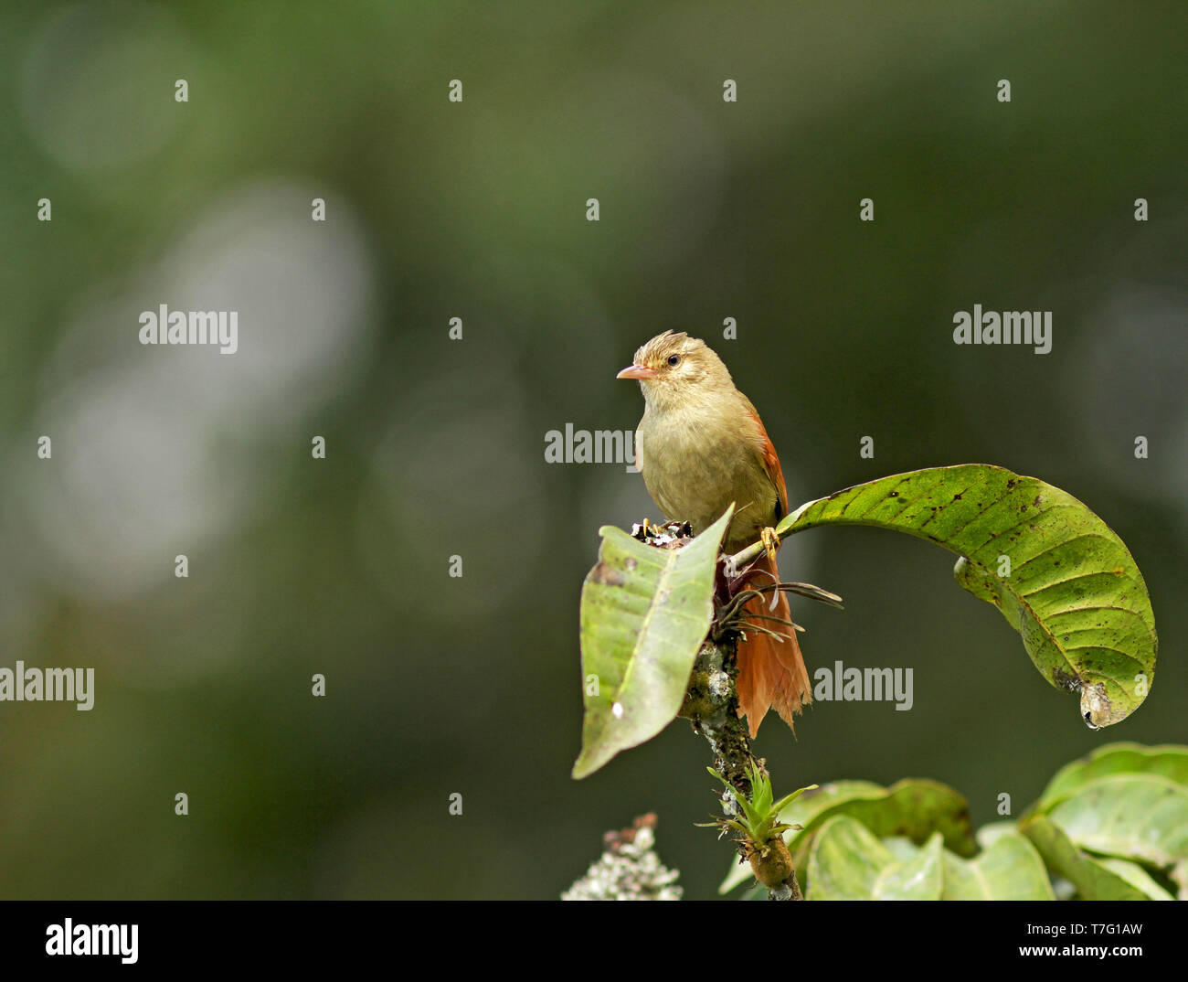 Spinetail hi-res stock photography and images - Alamy