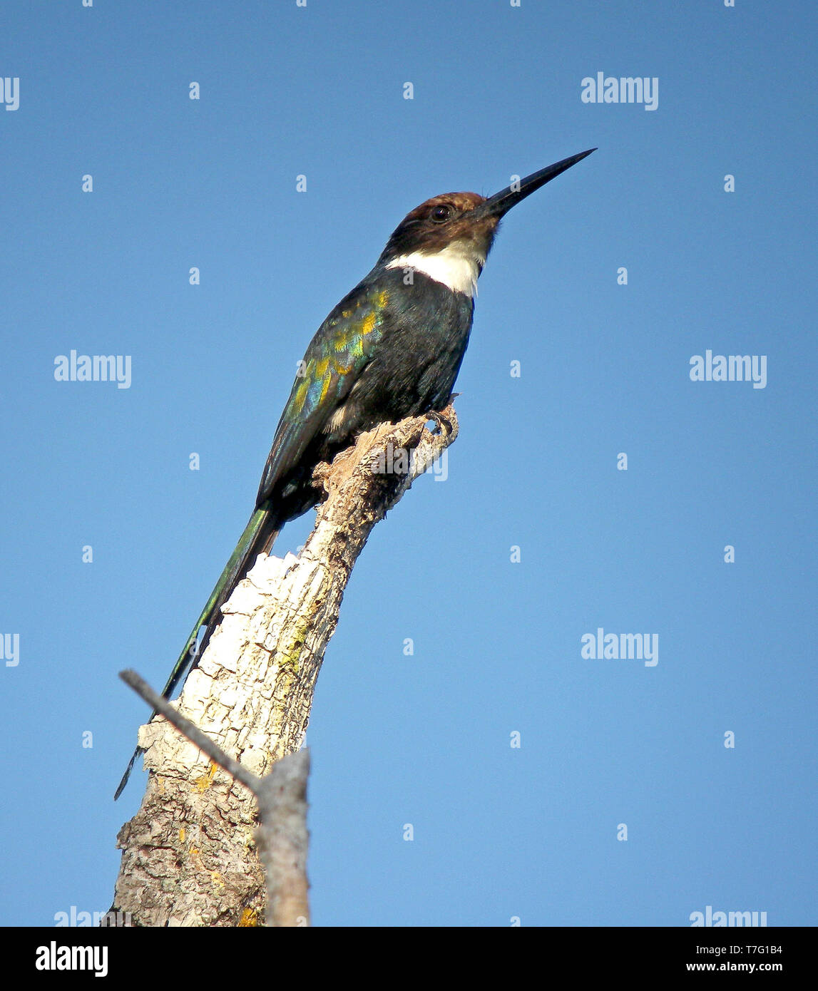 Galbula dea hi-res stock photography and images - Alamy