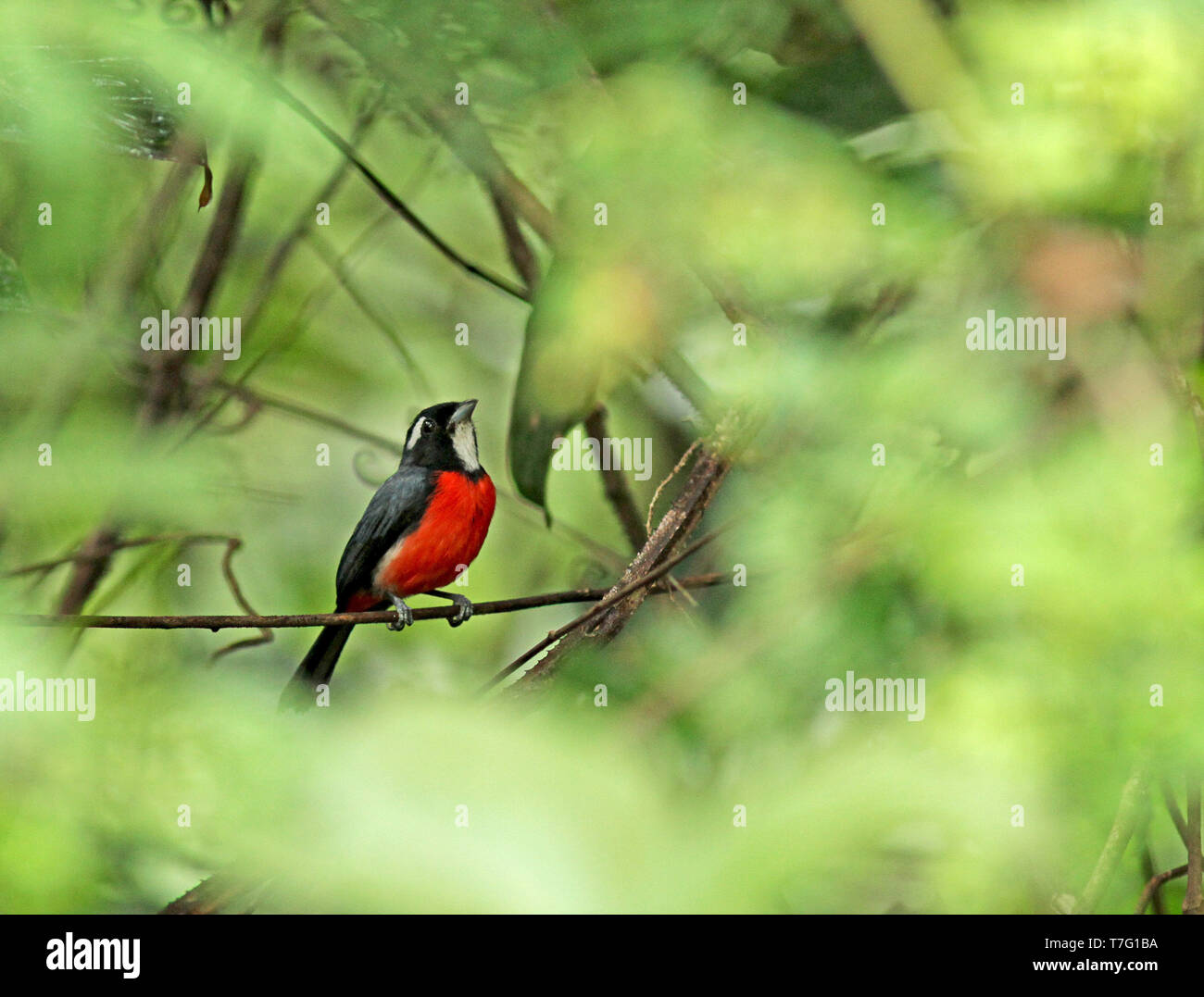 Rose of venezuela hi-res stock photography and images - Alamy