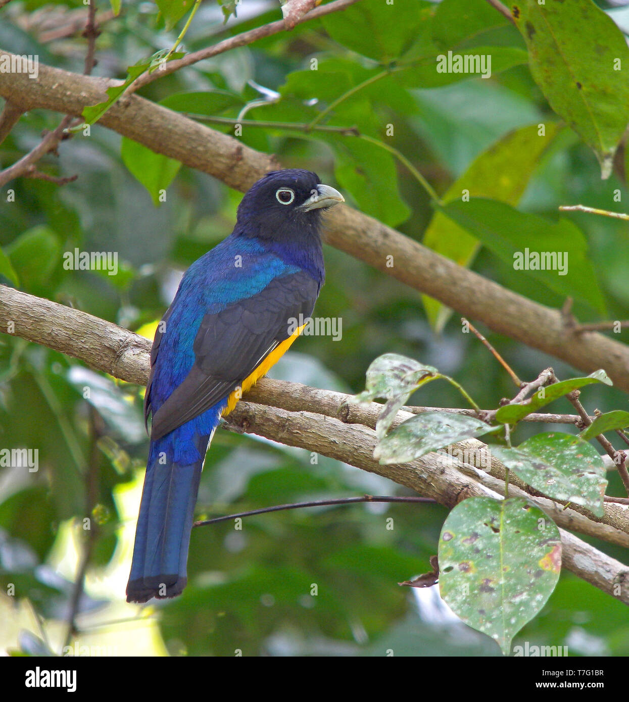 White-tailed trogon (Trogon chionurus) male perched in a tree in the ...