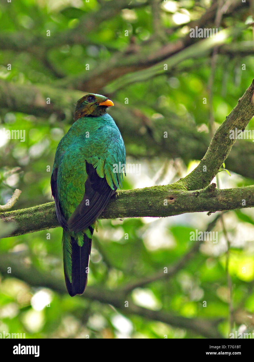White-tipped Quetzal (Pharomachrus fulgidus: male perched in a tree ...
