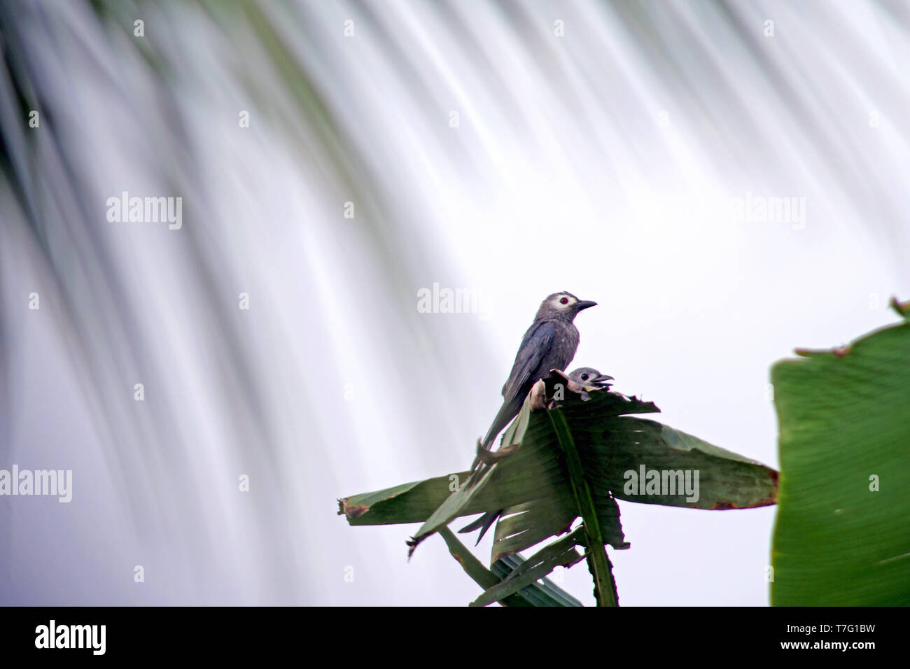 Ashy drongo (Dicrurus leucophaeus) in rain forests of Sumatra in ...