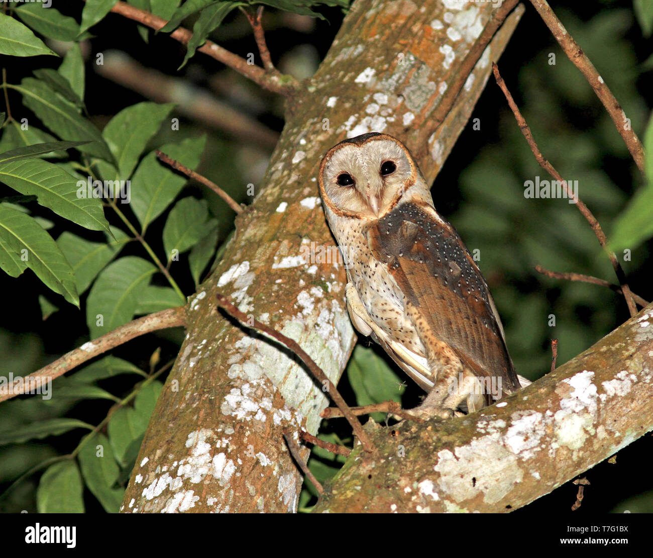 Eastern Barn Owl (Tyto javanica) during the night in rain forests of ...