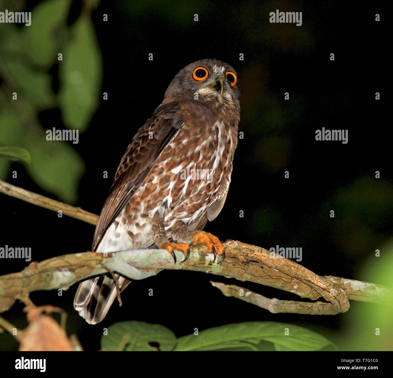 Brown Boobook (Ninox scutulata) during the night in rain forests of ...