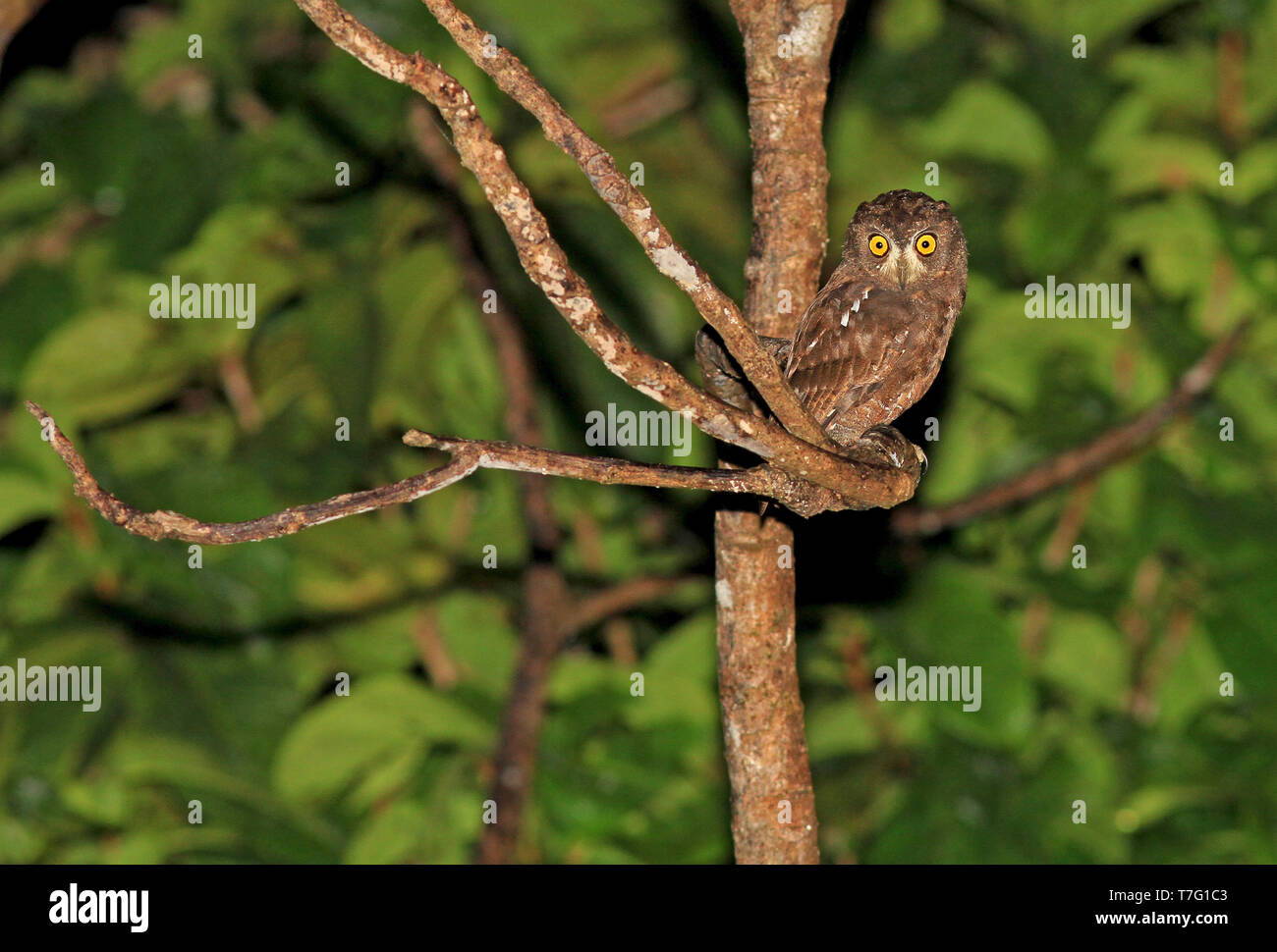 Asian owl endemic hi-res stock photography and images - Alamy