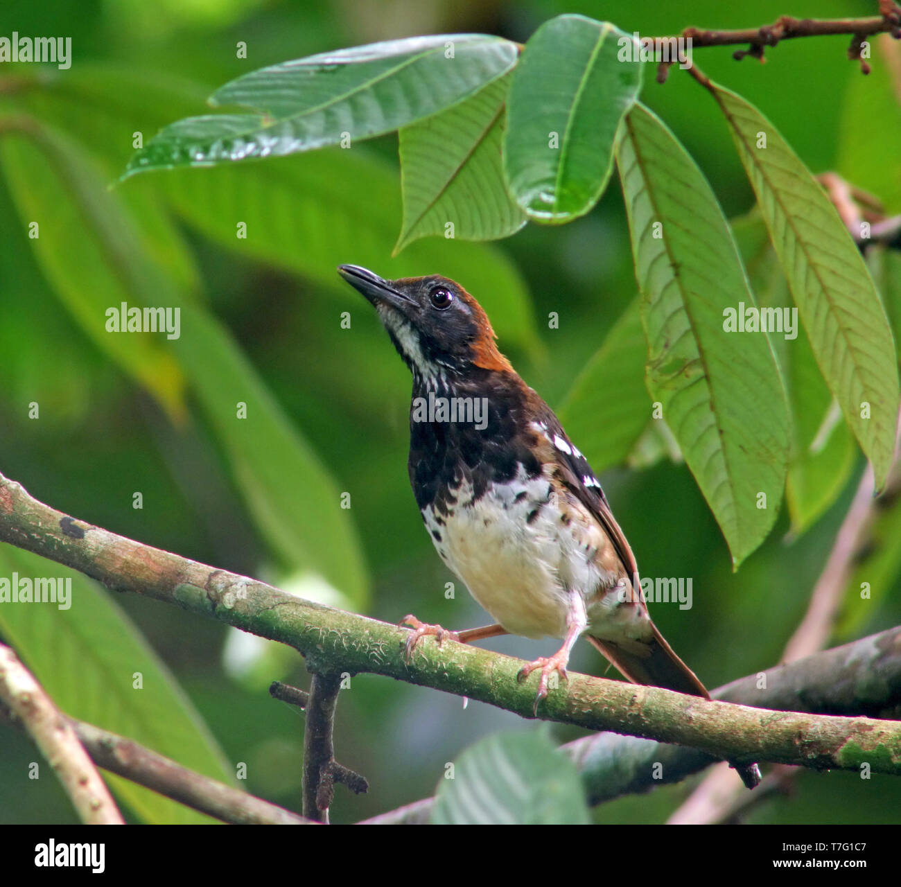 Enggano thrush hi-res stock photography and images - Alamy