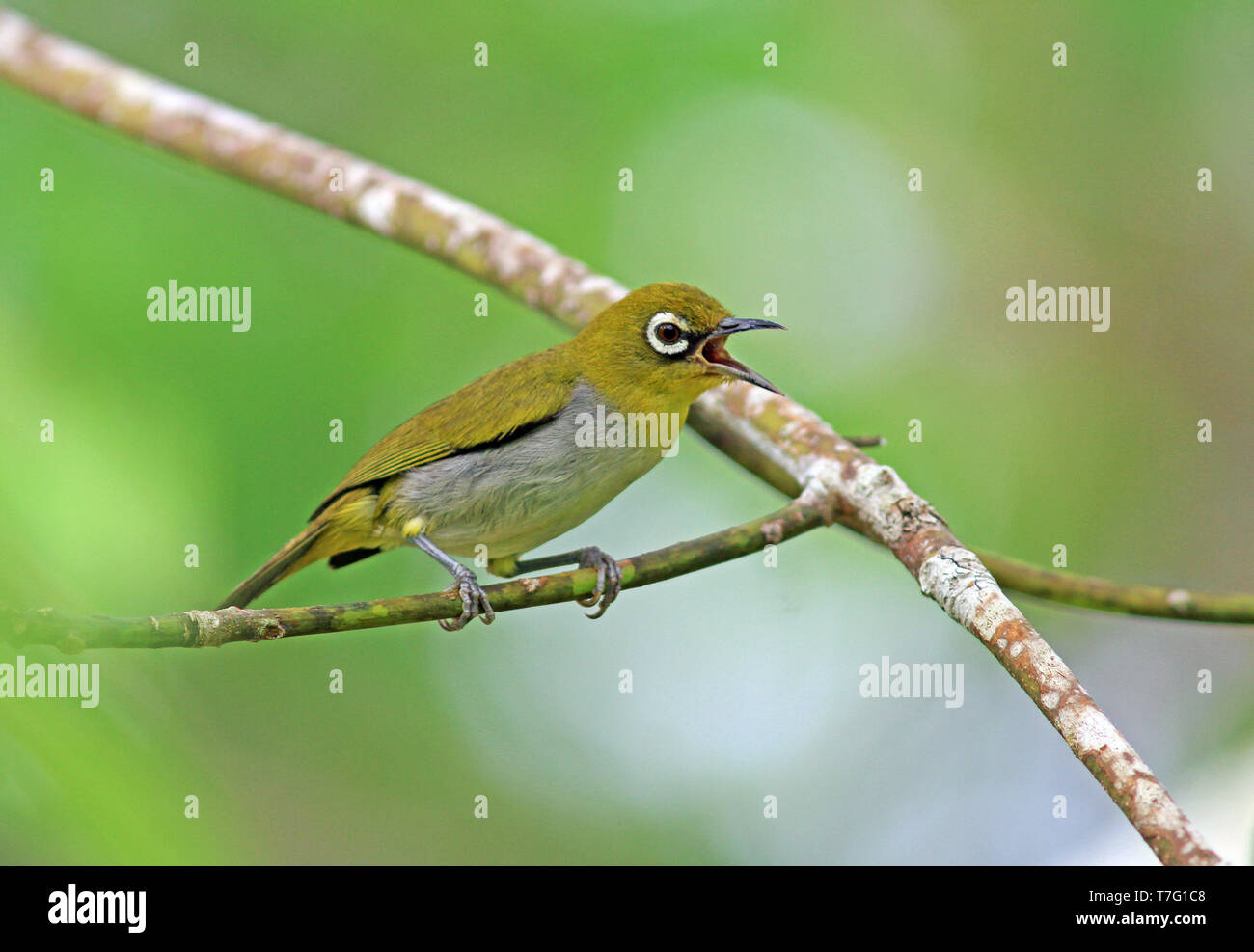 Enggano white-eye (Zosterops salvadorii) singing in rain forests of ...