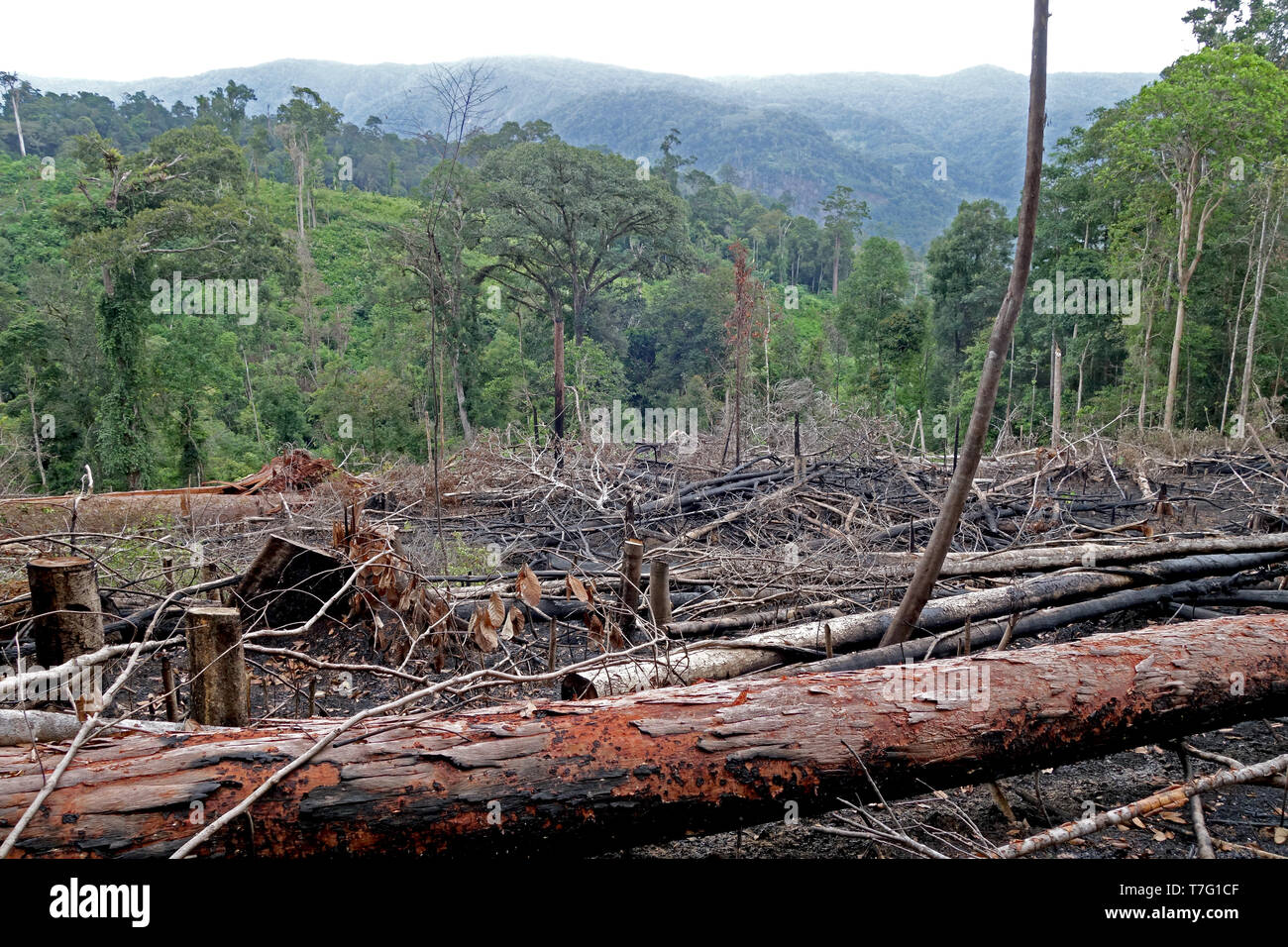 Gunung Kerinci, landscape of the island of Sumatra in Indonesia Stock ...