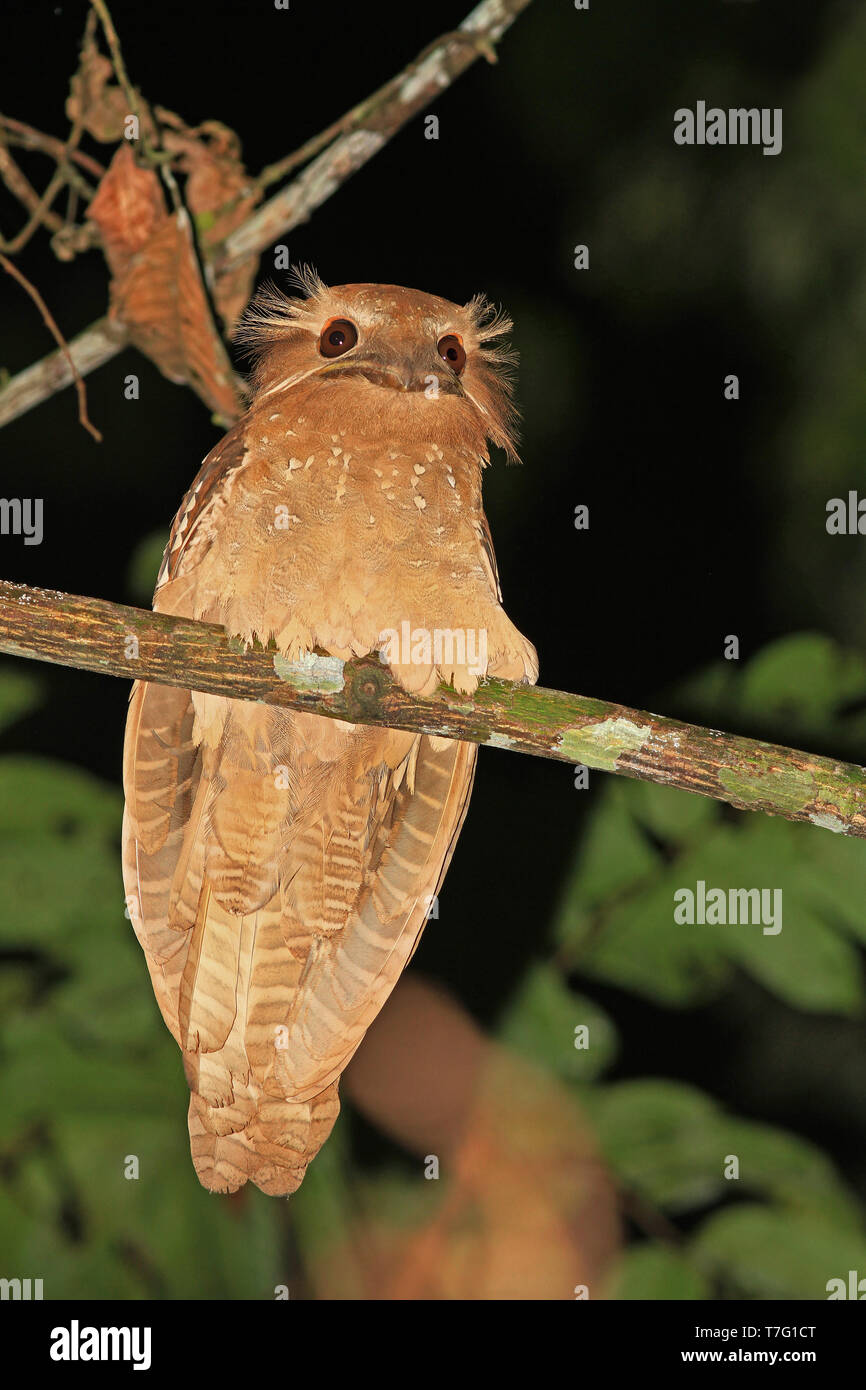 Large frogmouth (Batrachostomus auritus) at night in rain forests of ...
